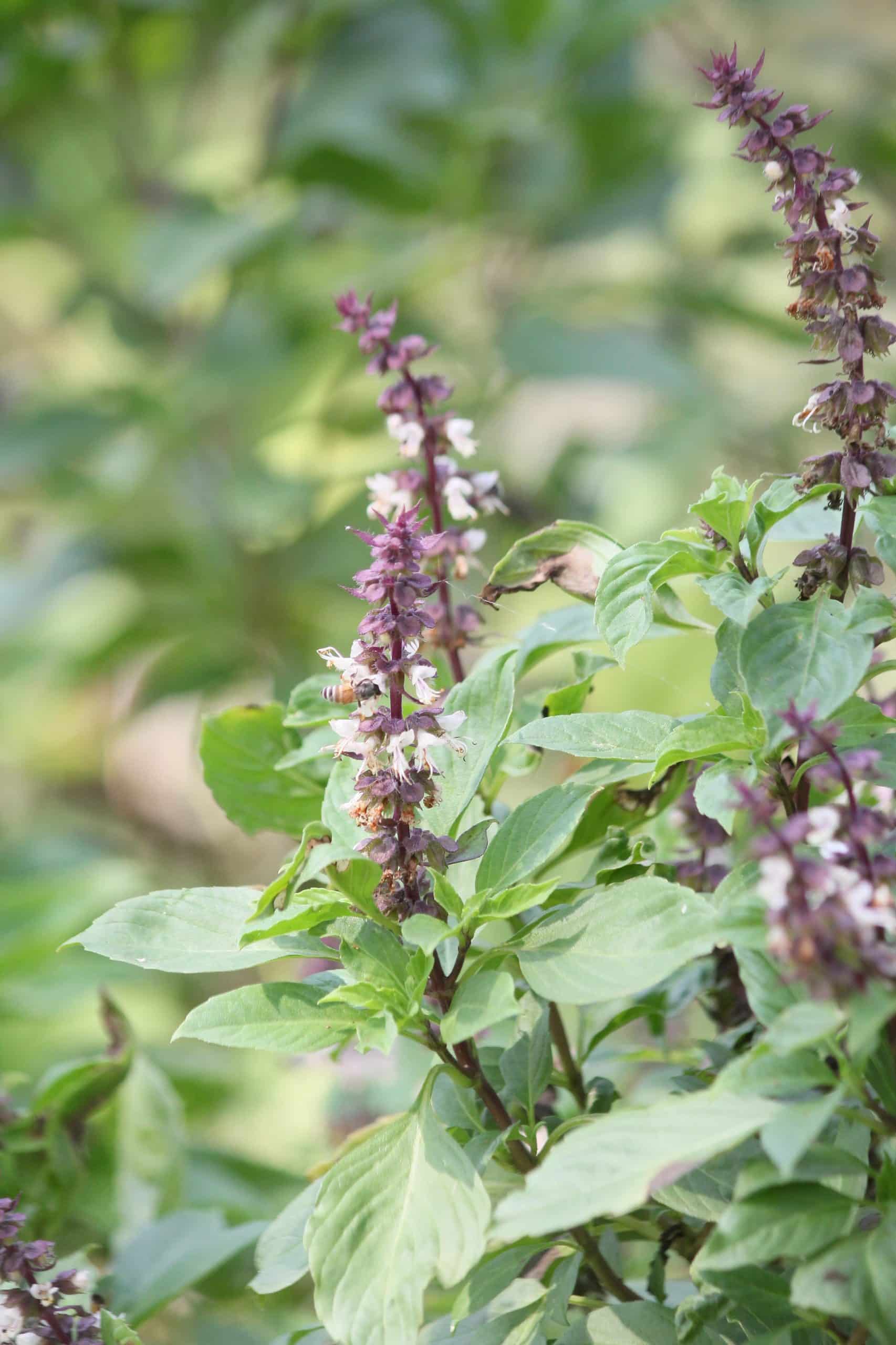 Guide to Edible Flowers for Drinks: Safe Blooms to Garnish, Infuse, and Sip