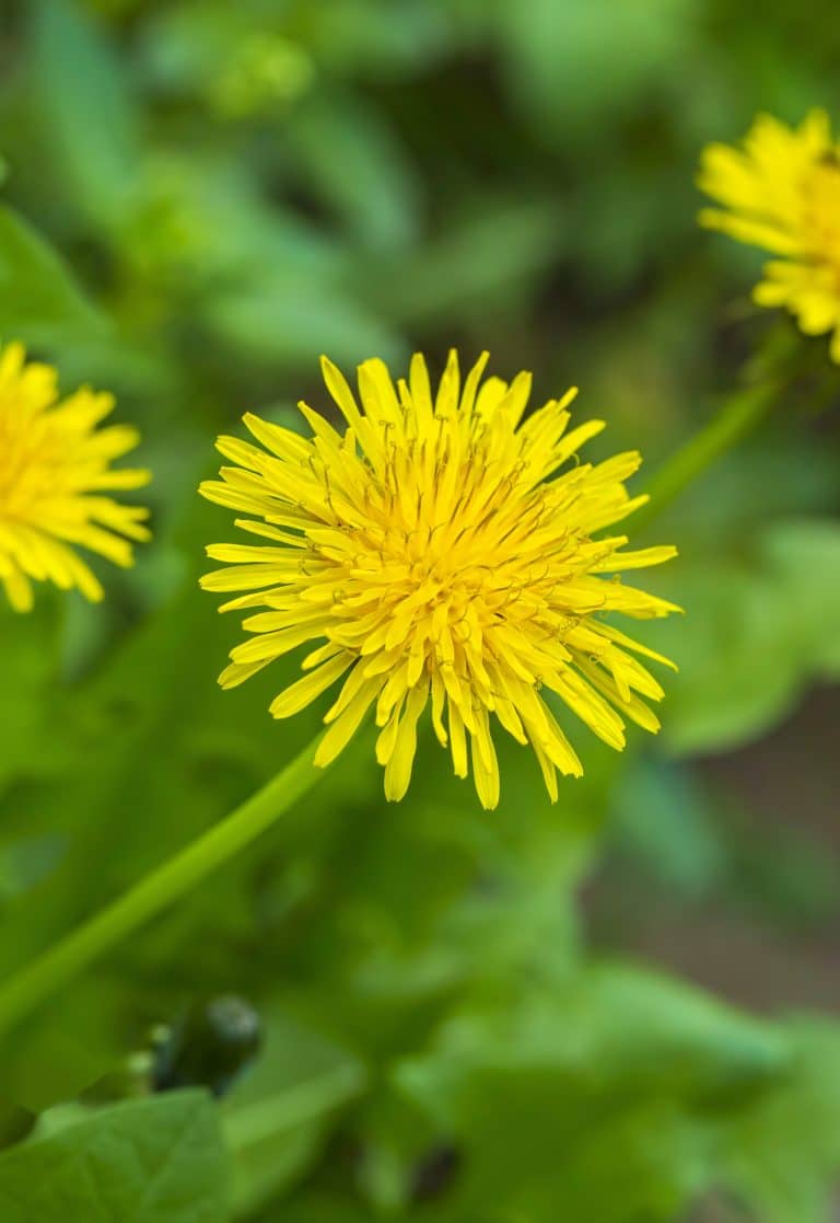 Guide to Edible Flowers for Drinks: Safe Blooms to Garnish, Infuse, and Sip