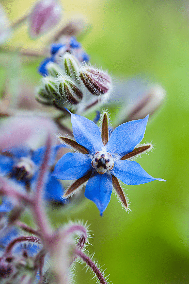Guide to Edible Flowers for Drinks: Safe Blooms to Garnish, Infuse, and Sip