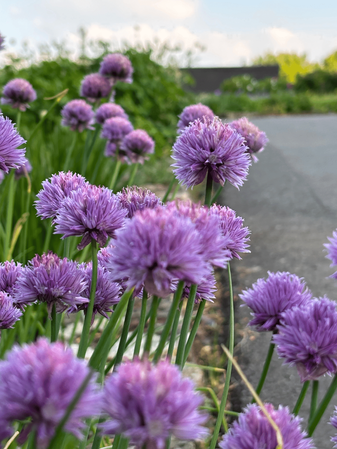 Guide to Edible Flowers for Drinks: Safe Blooms to Garnish, Infuse, and Sip
