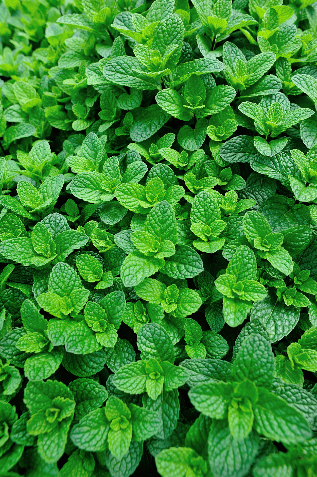 Mint in Cocktails: How to Use Fresh Mint for Maximum Flavor