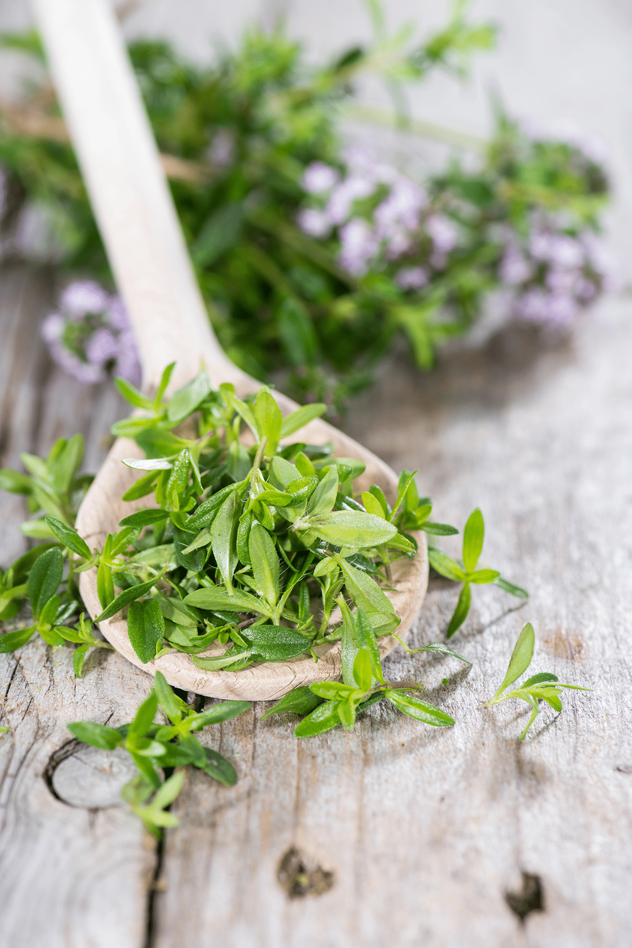 How to Use Winter Savory in Cocktails: Flavor Pairings & Recipe Ideas